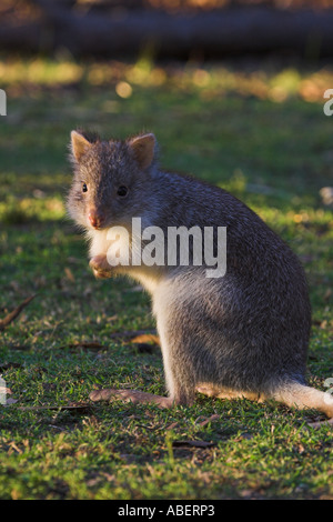 rufous rat-kangaroo, rufous bettong (Aepyprymnus rufescens), Australia ...