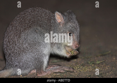 rufous rat-kangaroo, rufous bettong (Aepyprymnus rufescens Stock Photo ...