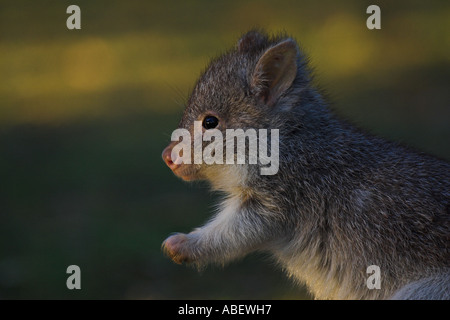 Rufous Bettong Aepyprymnus rufescens Stock Photo - Alamy