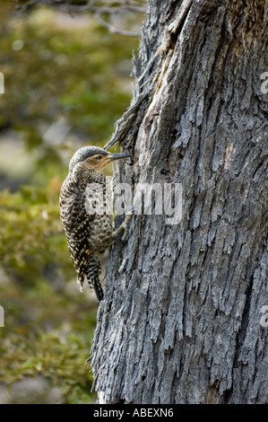 Pitius Woodpecker (Pitio colaptes) in Los Glaciares National Park ...