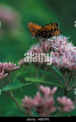 A silver bordered fritillary Bolaria selene drinking nectar from Joe ...
