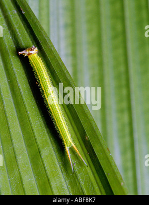 Caterpillar of a Common Palmfly (Elymnias Hypermnestra), South Asia ...