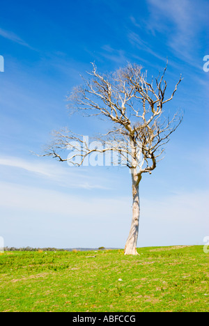 old dead tree alone at the field as symbol for age and loneliness Stock ...