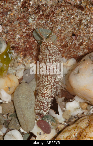 Baltic isopod Idotea baltica Idoteidae mating aggregation showing the ...