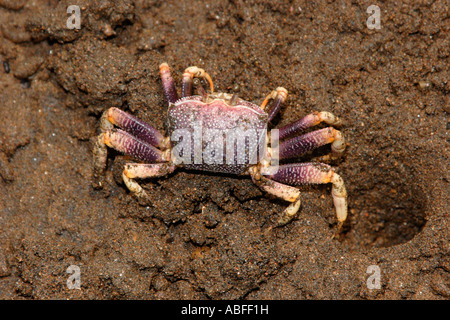 Fiddler crab Uca sp female picking up sand and eating it Cameroon Stock ...