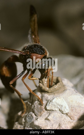 Potter wasp (Delta dimidiatipenne: Vespidae) stocking her mud pot nest ...