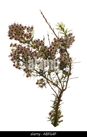 Erica arborea alpina Stock Photo - Alamy