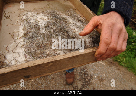 a tray of young glass elvers or eels Stock Photo - Alamy