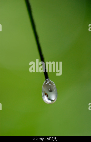 Rainforest leaf with drip tip Stock Photo - Alamy