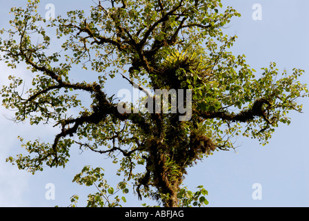 Emergent tree rising above the rainforest (cloudforest) canopy, Los ...