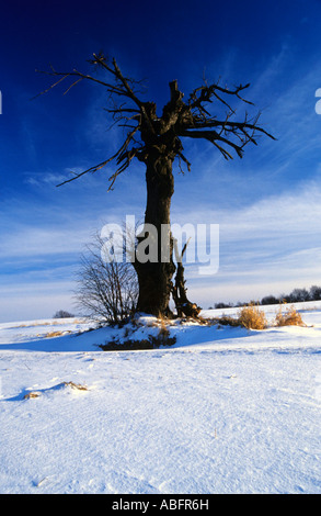 scary dead old oak tree Stock Photo - Alamy