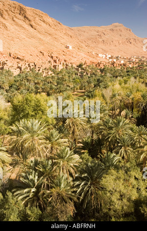 Palmeraie and oasis Todra Valley Morocco Stock Photo: 12881269 - Alamy