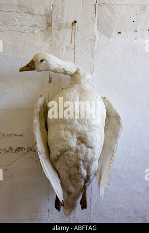 large white goose in a farm cage Stock Photo - Alamy