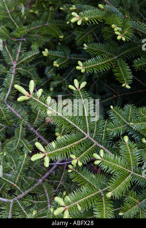 Vertical close-up of a pine branch with long green needles and tiny ...