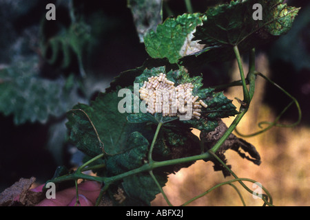 Disease of leaves and vines of a grape close up of defeat of rot and ...