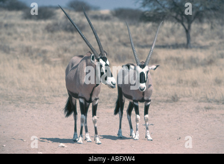 Gemsbok (Oryx gazella) female with two calves, Namibrand Reserve, Namib ...
