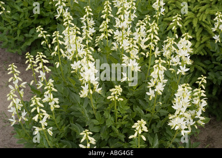 White flowers of Medicinal plant Moses burning bush Rutaceae Dictamnus ...