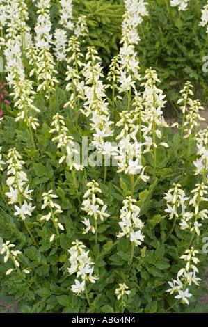 White flowers of Medicinal plant Moses burning bush Rutaceae Dictamnus ...