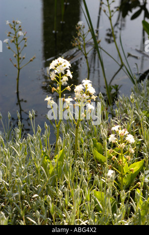 Buckbean Bogbean Marsh Trefoil Water Trefoil Marsh Clove Menyanthes ...