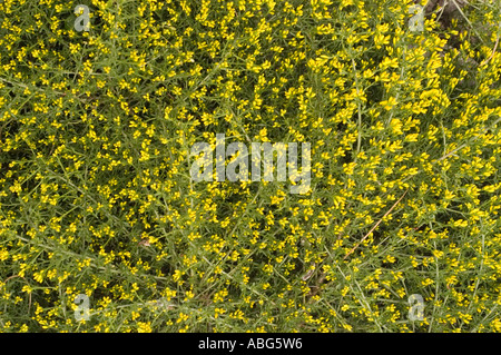 Yellow broom flowers of Legumiosae Genista Lydia Europe Stock Photo - Alamy