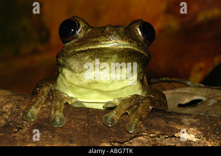 Gladiator Treefrog (Hyla boans) from Tiputini, Ecuador Stock Photo - Alamy
