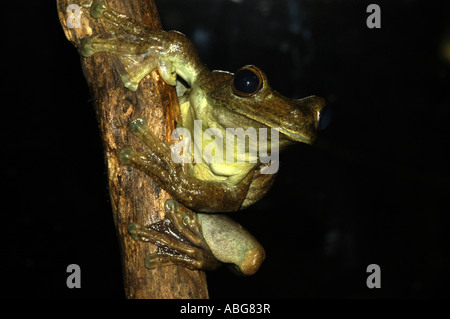 Gladiator Treefrog (Hyla boans) from Tiputini, Ecuador Stock Photo - Alamy