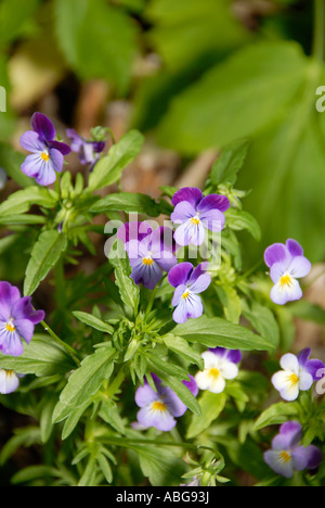 Johnny jump up Stock Photo - Alamy