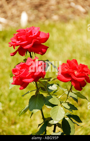 Red Olympiad hybrid tea rose with green leaves and stems Stock Photo ...