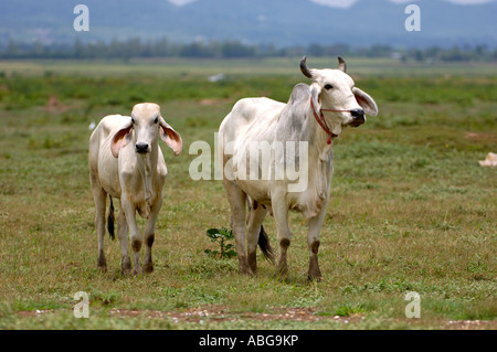 Zebu cattle in norththailand Stock Photo - Alamy