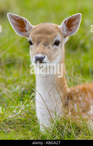 Young baby deer, fawn, was born at a municipal deer park in Nieuwerkerk ...
