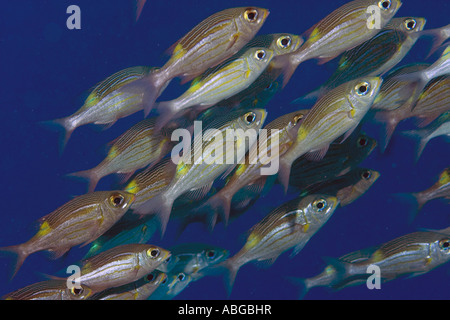 Gold-lined Sea Bream or Yellowspot Emperors, (Gnathodentex ...