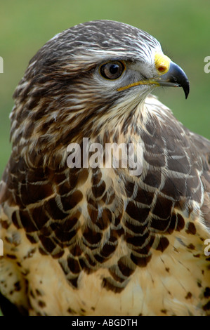 Common buzzard Buteo buteo Stock Photo - Alamy