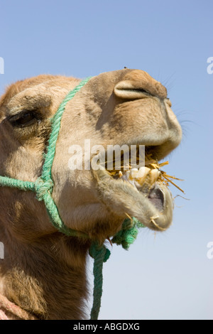 Camel funny animal face laughing Stock Photo: 72484447 - Alamy