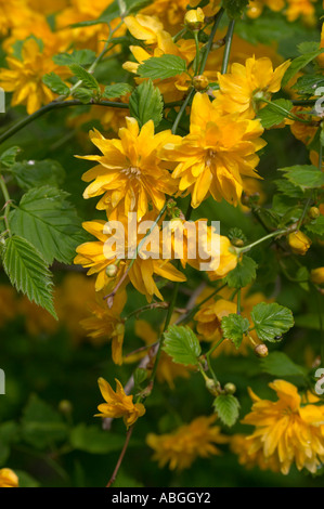 Japanese Kerria, kerria japonica Pleniflora. Bush during spring, fresh ...