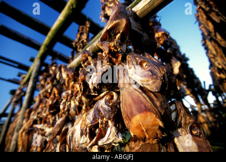 Hardfiskur - Icelandic dried fish Stock Photo - Alamy