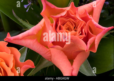 milva rose closeup Stock Photo - Alamy