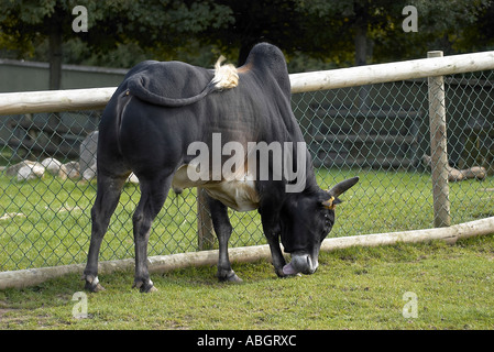 Zebu in a zoo Stock Photo - Alamy