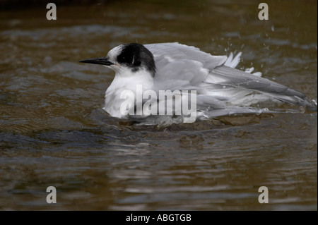 Common Tern bathing in winter plumage Stock Photo - Alamy