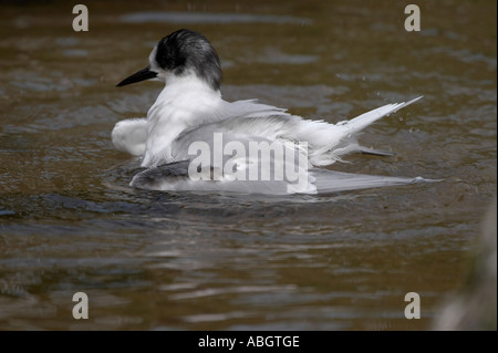 Common Tern bathing in winter plumage Stock Photo - Alamy