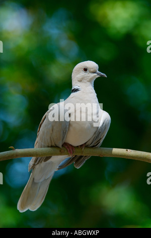 The red turtle dove (Streptopelia tranquebarica), also known as the red ...