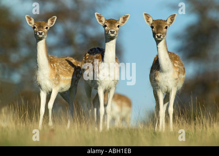 European fallow deer (Dama dama) three foraging does / females hiding ...