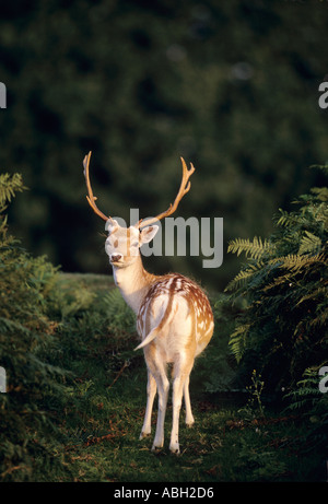 Fallow deer in the New Forest Stock Photo - Alamy