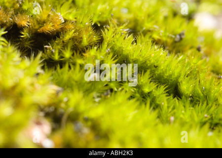 Close up of green moss in winter. Green moss with rime Stock Photo - Alamy