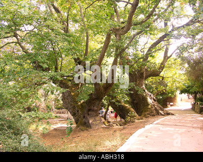 Ancient Giant Plane Tree Crete Stock Photo - Alamy