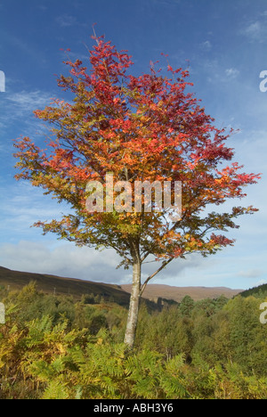 Rowan Tree in Autumn, Scotland, UK Stock Photo - Alamy