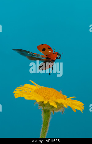 7 Spot Ladybird adult in flight Stock Photo - Alamy