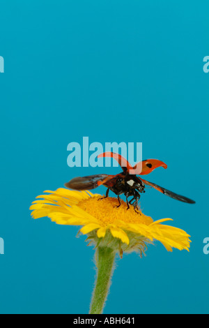 Flying ladybird, Ladybird in flight, Flying seven-spot ladybug Stock ...