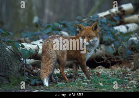 Red Fox in woodlands Stock Photo - Alamy