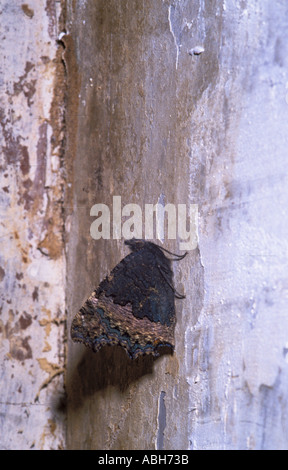 Hibernating small tortoiseshell butterfly in a cold room, West ...