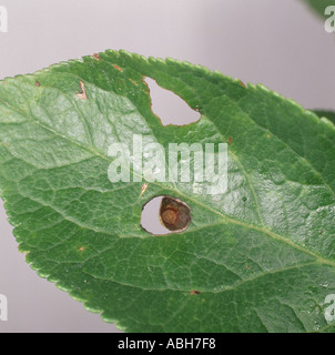 Close-up shot of a leaf showing Autumn colours, studio shot backlit so ...